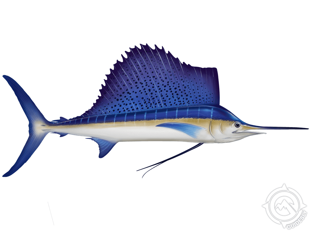 White Grunt Fishing Guide Rich Adler Riviera Beach FL
